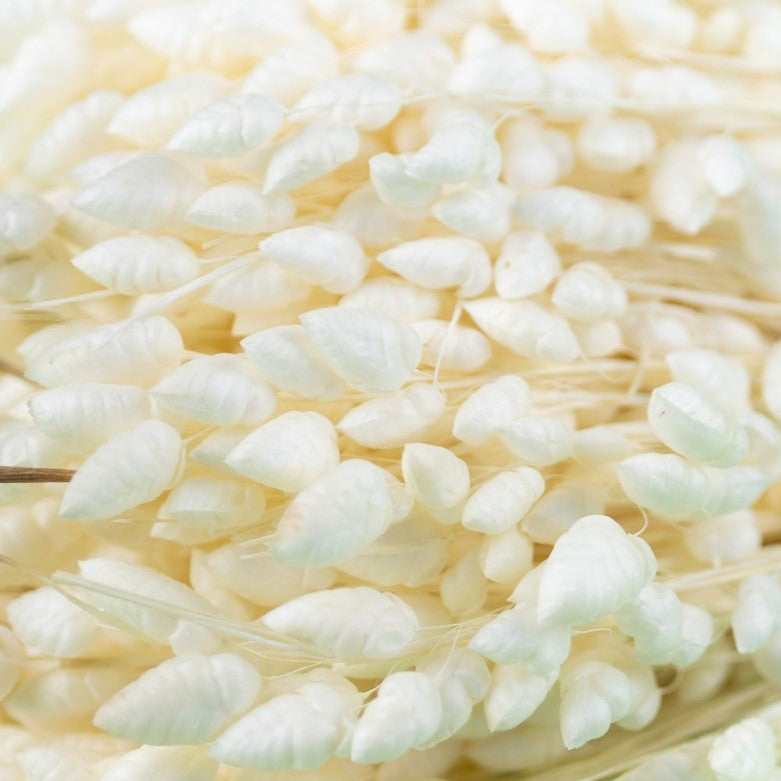 Briza maxima, alb – craftforjoy.ro